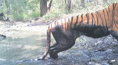 Experiment fails, Pench tigress back in enclosure | Mumbai News - The ...