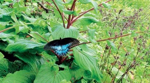 A Flash of Blue | India News - The Indian Express