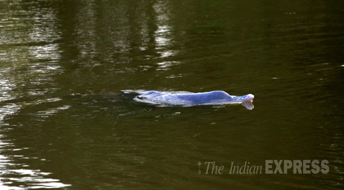 Dolphin gets stranded in Amba river | Picture Gallery Others News - The ...