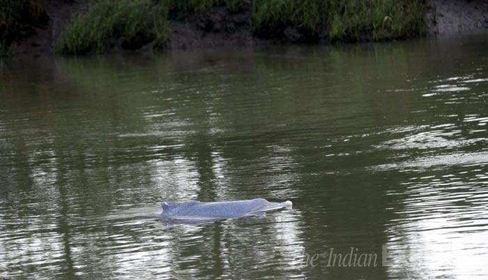 Dolphin gets stranded in Amba river | Picture Gallery Others News - The ...