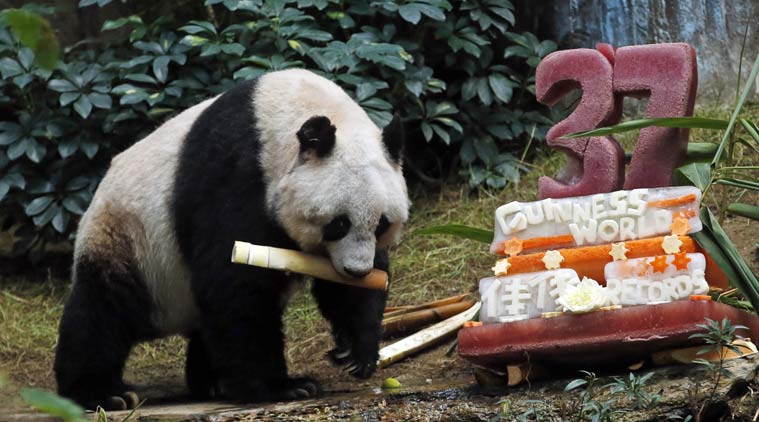 VIDEO: Oldest ever giant panda celebrates 37th birthday with veggie ...