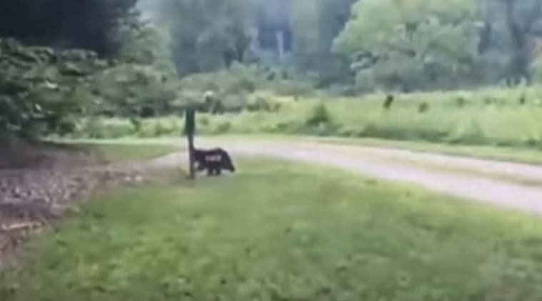Video: Man in US claims to have captured ‘Bigfoot’ on camera | Trending ...