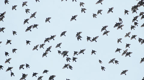 There’s grace and rhythm in every movement of the animal world | Life ...