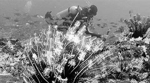 India’s Great Barrier Reef? | Technology News - The Indian Express