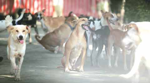 Dogs take over Delhi streets | Delhi News - The Indian Express