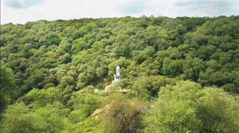 Forests in the city | The Indian Express
