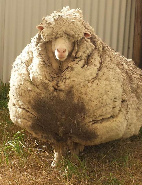 Australia: Lost overgrown sheep yields 42 kgs of wool, sets new record ...