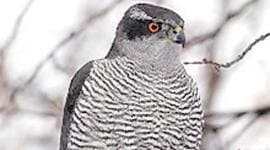 Latest News on Goshawk: Get Goshawk News Updates along with Photos ...