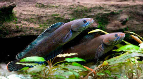 Walking fish, unicorn and sneezing monkey discovered in Eastern ...