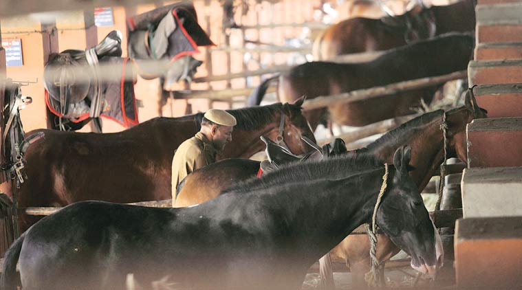 With more horsepower, Delhi’s mounted police unit set for a sprint ...