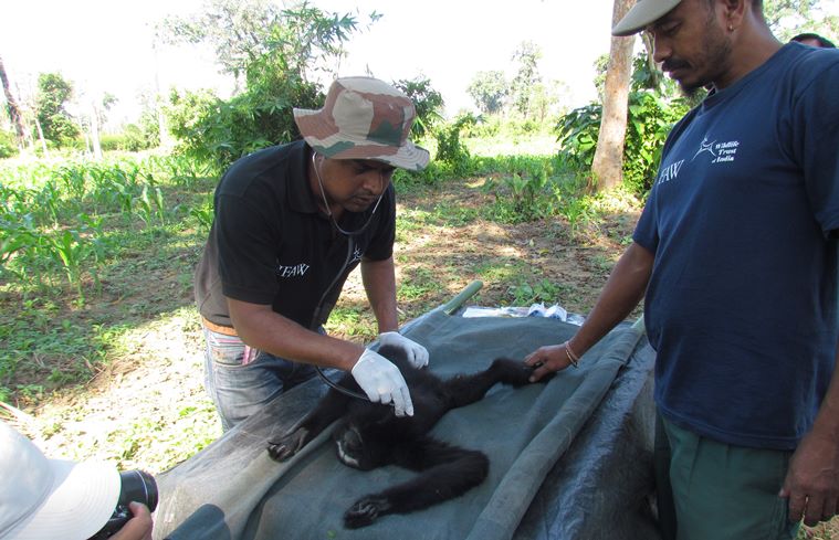 Call of the wild: A tale of three gibbons | Life-style News - The ...