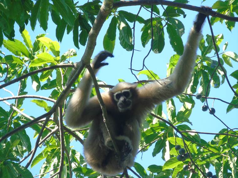 Call of the wild: A tale of three gibbons | Life-style News - The ...