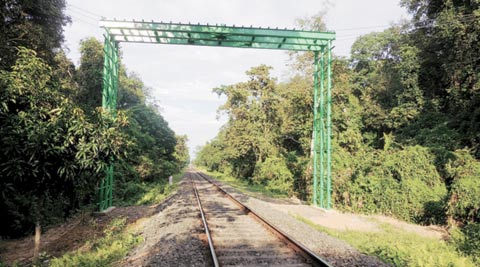 Separated for more than a century, Assam’s gibbons now get a bridge to ...