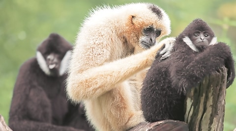 Call of the wild: A tale of three gibbons | Life-style News - The ...