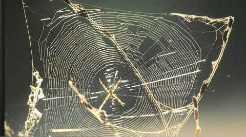 The Science of the Snare | Life-style News - The Indian Express