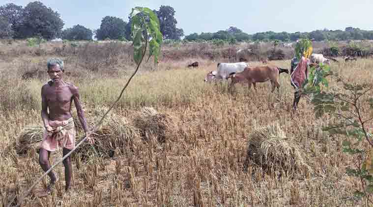 Rural distress in Nabarangpur: Five farmers, five suicides in 30 days ...