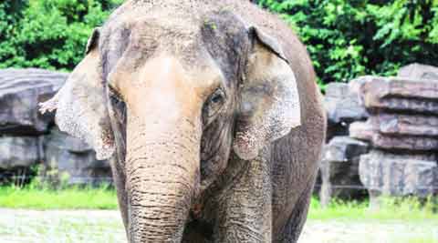 From the Lab: Mapping the elephant’s genes | Technology News - The ...