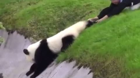 Watch: This video of a ‘drunk’ panda will leave you in splits ...