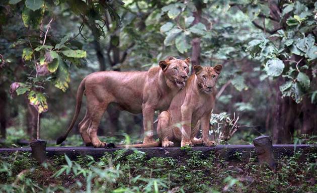 Sanjay Gandhi National Park: Inside urban Mumbai’s jungle | Lifestyle ...