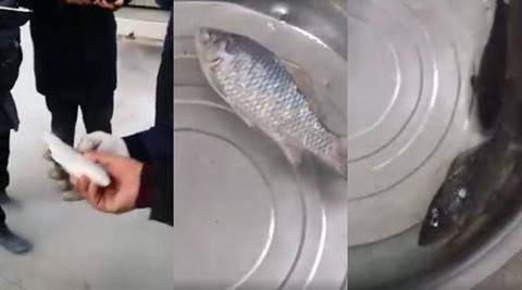Video of frozen fish brought back to life goes viral; is it real or ...