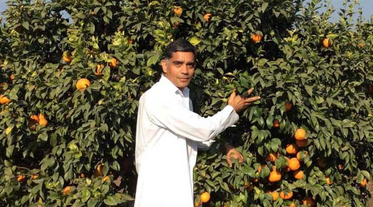 Horticulture woes: The rise and fall of kinnow as Punjab’s ‘king fruit ...