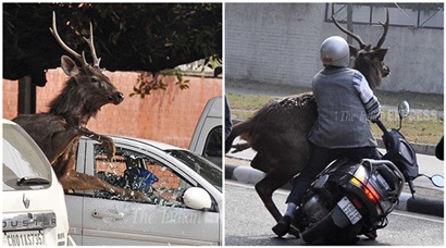 Adult stag creates chaos on the streets of Chandigarh | Picture Gallery ...