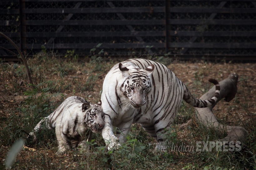 Royal Bengal White tigers – Delhi zoo’s showstoppers | Picture Gallery ...