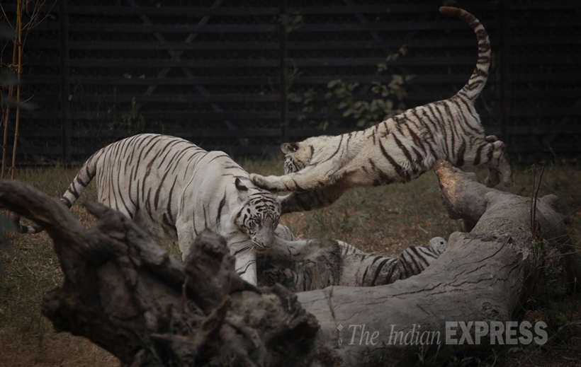 Royal Bengal White tigers – Delhi zoo’s showstoppers | Picture Gallery ...