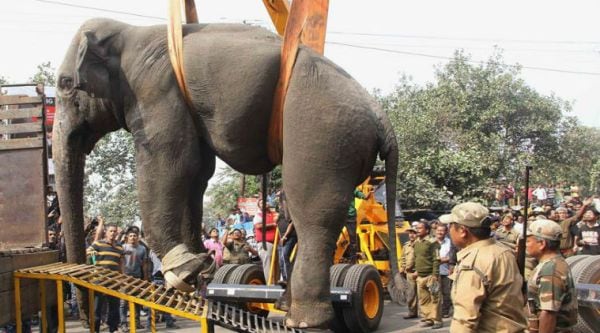 Wild elephant on a rampage in West Bengal caught on camera | Trending ...