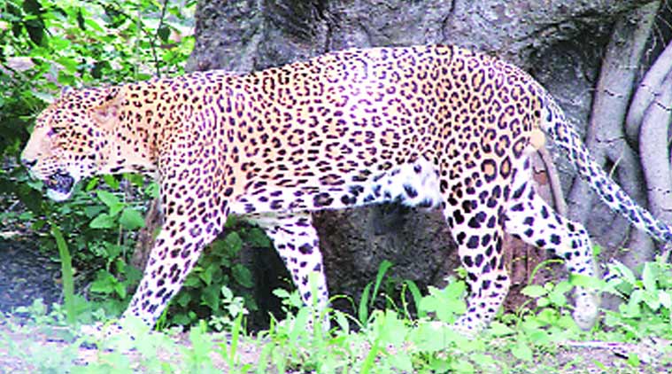 Gujarat: Forest department orders inquiry into leopard killing | India ...