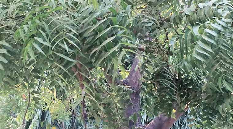 The pride of India — Neem Margosa | Lifestyle News - The Indian Express