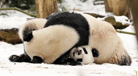 18 beautiful photos of animal moms with their babies | Trending Gallery ...