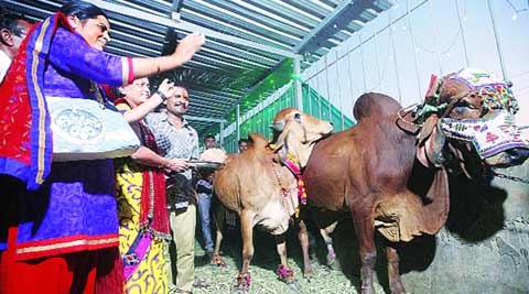 In lavish ‘cattle marriage’, a ‘message’ for all households | India ...