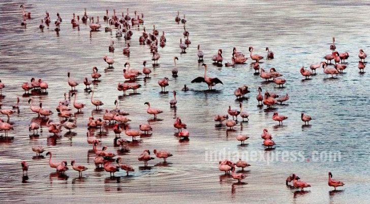 Flamingo festival draws thousands of visitors to Sewri mudflats in ...
