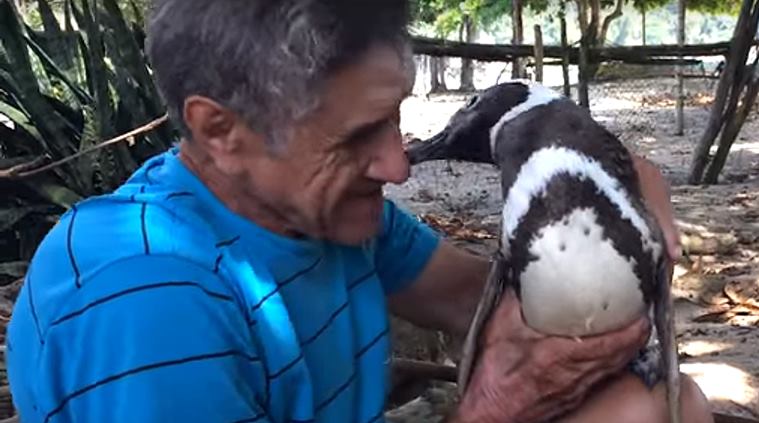 A heart-warming story: This penguin swims 8,000km every year to meet ...