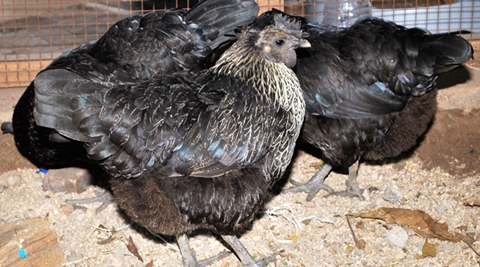 Kadaknath: The disease-resistant super chicken that’s lending a helping ...