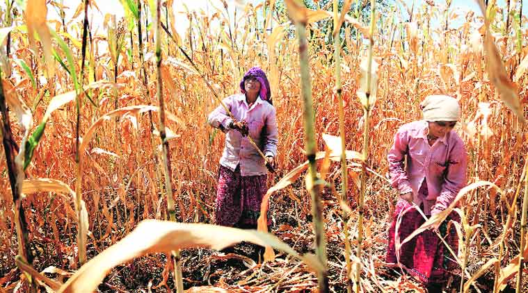 Maharashtra plans to bring 44 lakh farmers under group farming | India ...