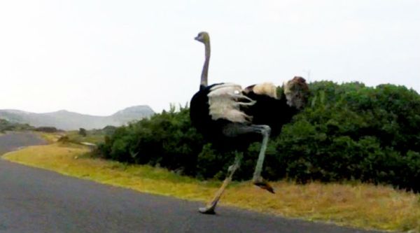 Watch: This giant ostrich chasing a cyclist in South Africa is ...