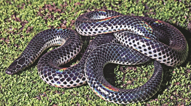 Pune: New snake species discovered in Western Ghats | Pune News - The ...