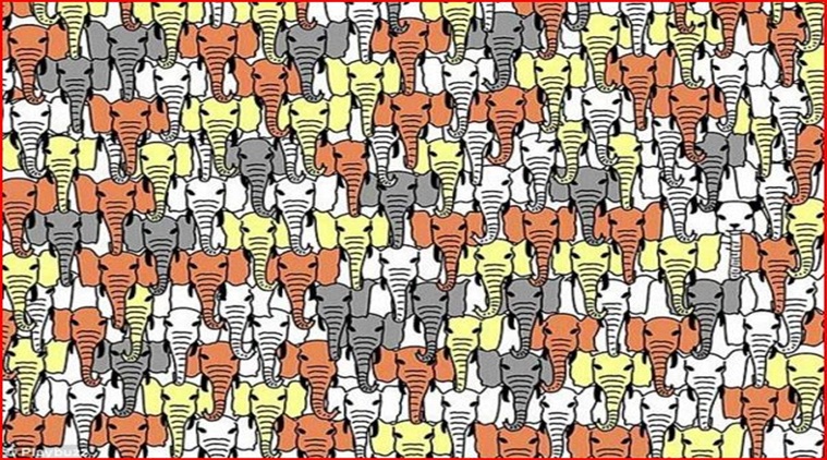 Internet’s new craze, can you spot THIS panda? | Trending News - The ...