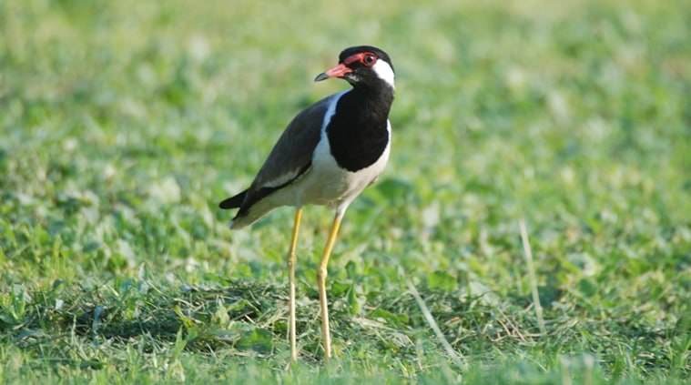 Down in the Jungleland: Watch Out, It’s the Titehri | Life-style News ...