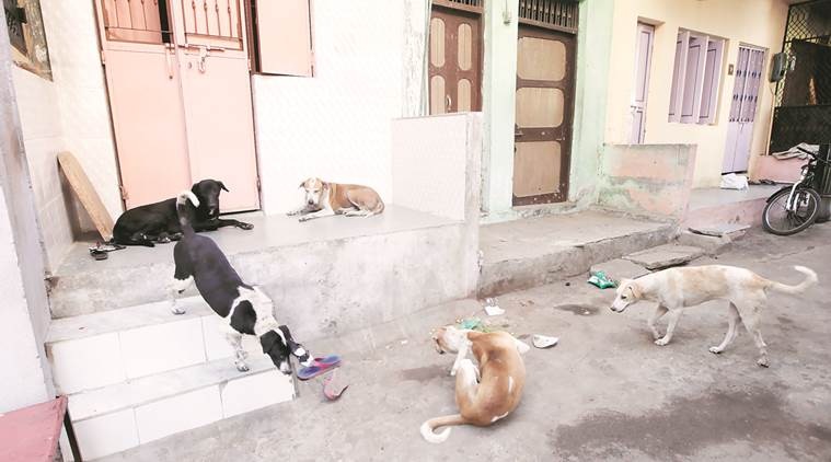 Spurt in canine attacks: Addressing the stray dog issue in Gujarat ...