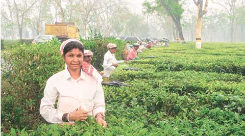 Congress finds itself tied down in Assam’s tea belt | India News - The ...