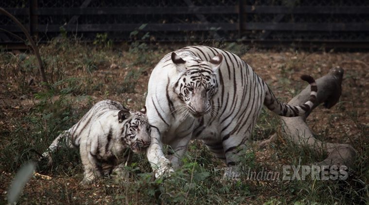 World’s first ‘White Tiger Safari’ opened for public in Madhya Pradesh ...