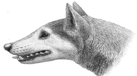 New species of 12-million-old dog identified | World News - The Indian ...
