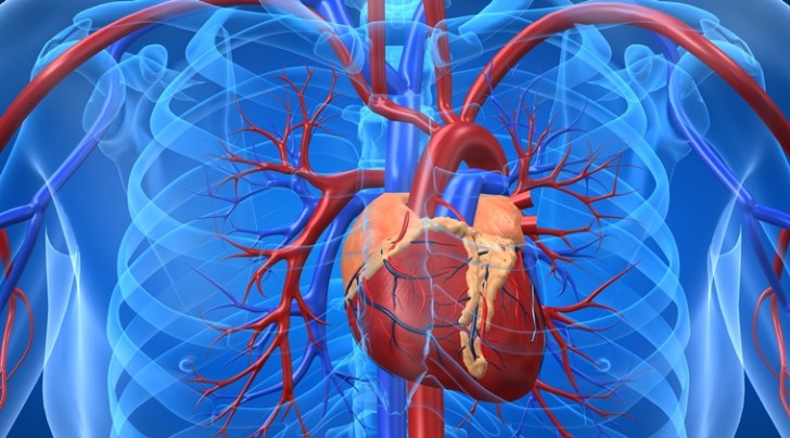 First heartbeats may occur 16 days after conception: Study | Health ...