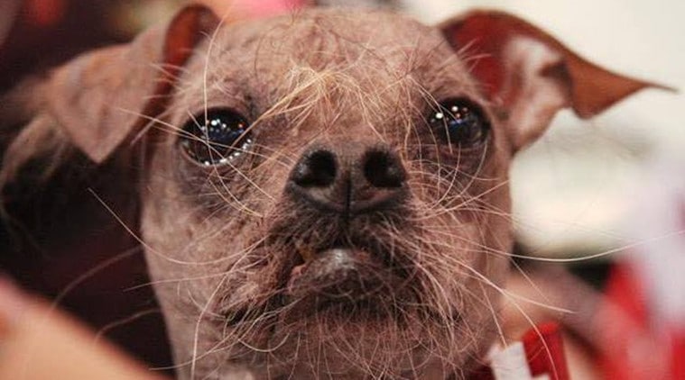 ‘World’s Ugliest Dog’ Mugly wins Hero award in UK for helping people ...