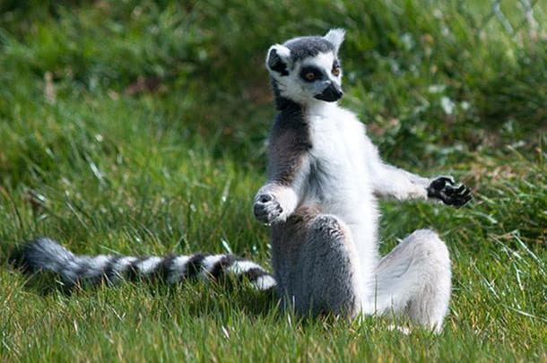 PHOTOS: 22 ‘aww’dorable pictures of animals doing yoga poses | The ...