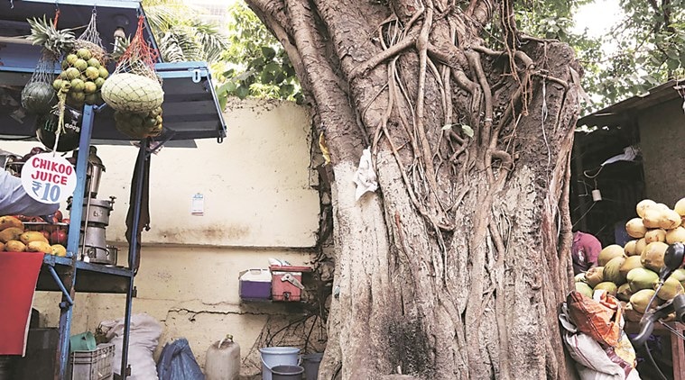 Once upon a time: A 500-yr-old baobab provides shade to vendors outside ...