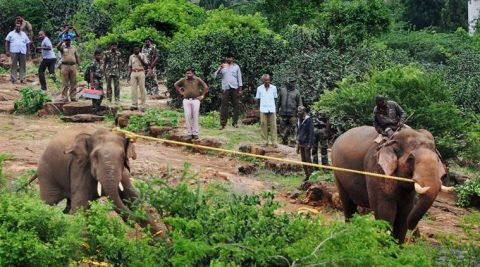 Elephant run over by train in Walayar | India News - The Indian Express